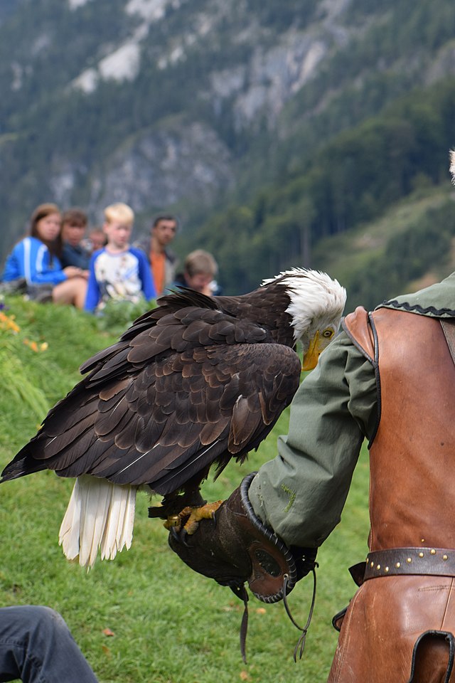 Act 2, Scene 2: Popup Note Index Item: The sport of falconry ...